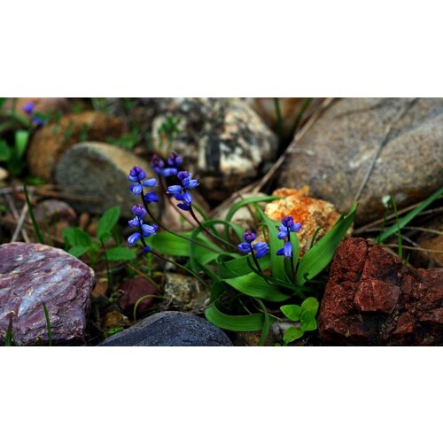 Картина на холсте 60x110 LinxOne "Мускари макро листья весна" интерьерная для дома / на стену / на кухню / с подрамником
