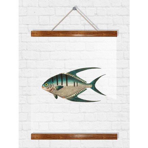 Постер / Плакат / Картина Прозрачный постер - Разноцветная рыба 40x50