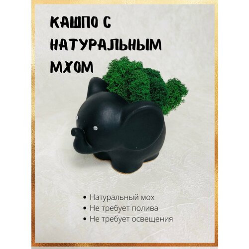 Кашпо с мхом