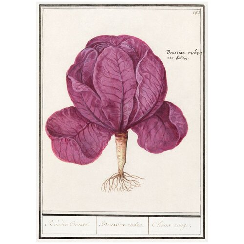 Постер / Плакат / Картина Овощи - Фиолетовая капуста Rode Kool 90х120 см в подарочном тубусе