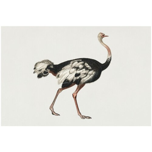 Постер / Плакат / Картина Обыкновенный страус 90х120 см в подарочном тубусе