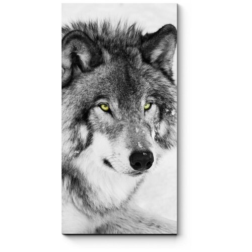 Модульная картина Черно-белый портрет волка 40x80