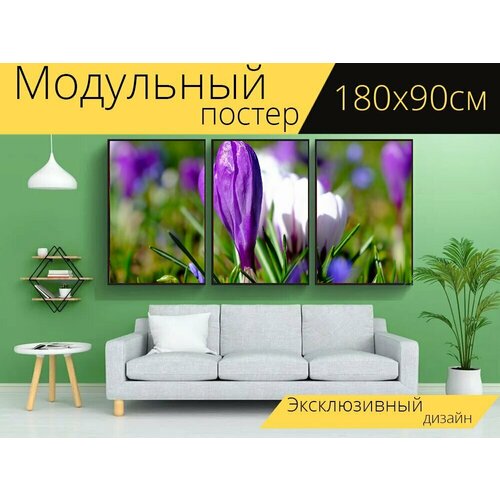Модульный постер "Крокус, фиолетовый, белый" 180 x 90 см. для интерьера