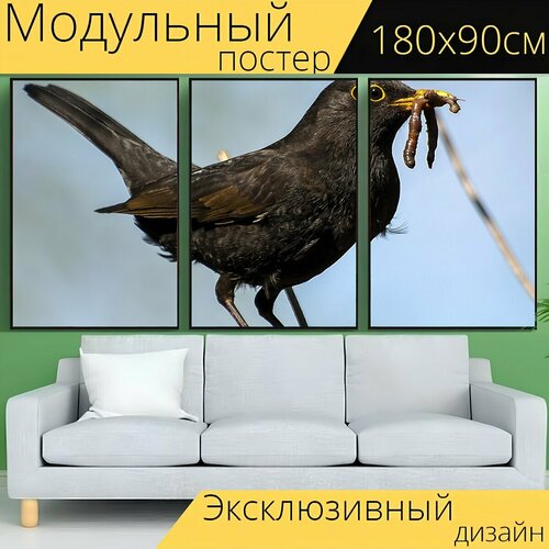 Модульный постер "Черный дрозд, птица, садовая птица" 180 x 90 см. для интерьера
