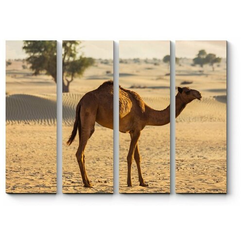 Модульная картина Верблюд, очарованный песками 60x45