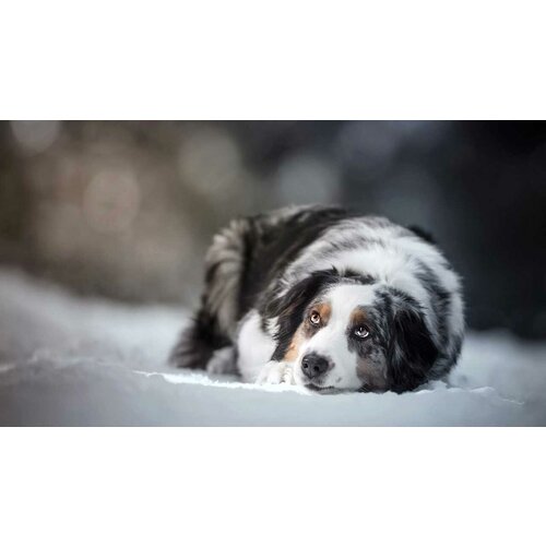 Картина на холсте 60x110 LinxOne "Зима взгляд боке морда собака" интерьерная для дома / на стену / на кухню / с подрамником