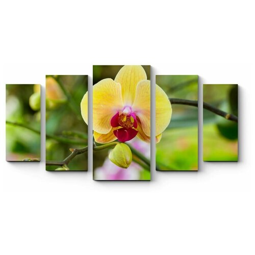 Модульная картина Тропическая орхидея, цветущая в летнем саду 150x83
