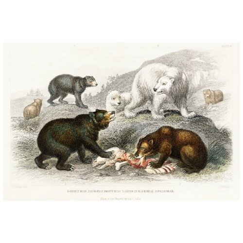 Постер / Плакат / Картина Разновидность медведей 90х120 см в подарочном тубусе