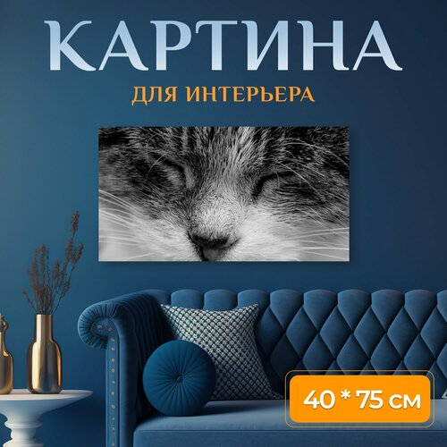 Картина на холсте "Кот, лицо, крупный план" на подрамнике 75х40 см. для интерьера