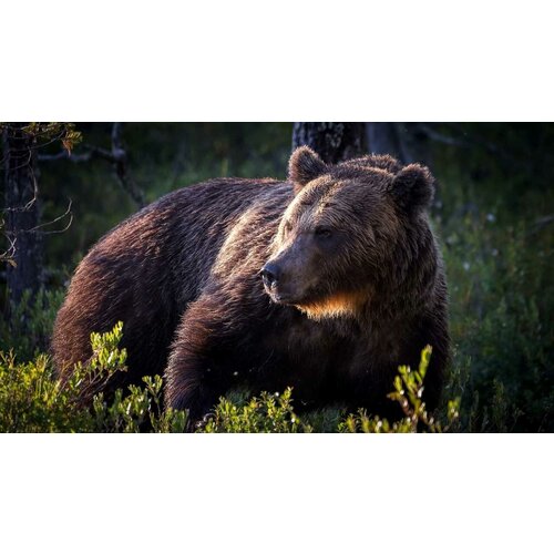 Картина на холсте 60x110 LinxOne "Животное природа медведь" интерьерная для дома / на стену / на кухню / с подрамником
