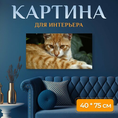 Картина на холсте "Кошка, животное, котенок" на подрамнике 75х40 см. для интерьера