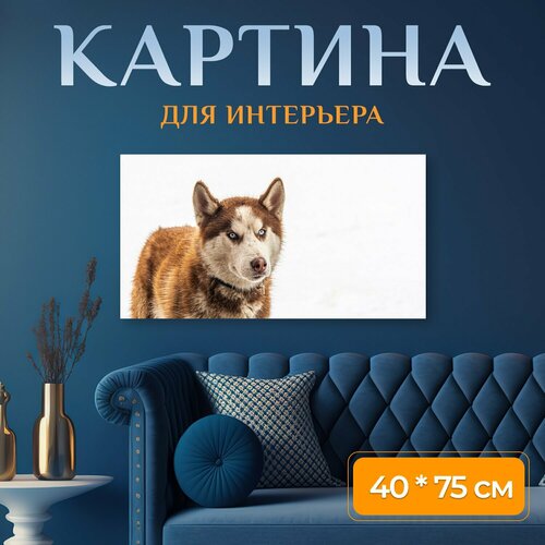 Картина на холсте "Хаски, браун, собака" на подрамнике 75х40 см. для интерьера