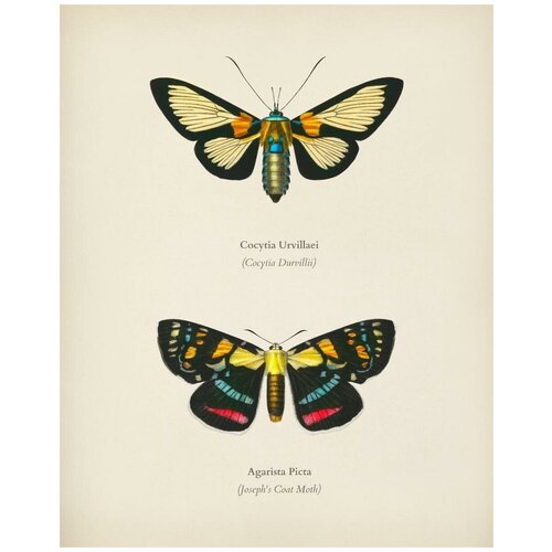 Постер / Плакат / Картина Бабочки - Дуэт разноцветных бабочек 60х90 см в раме