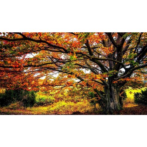 Картина на холсте 60x110 Альянс Лес "Осеннее дерево" на подрамнике / интерьер/ декор