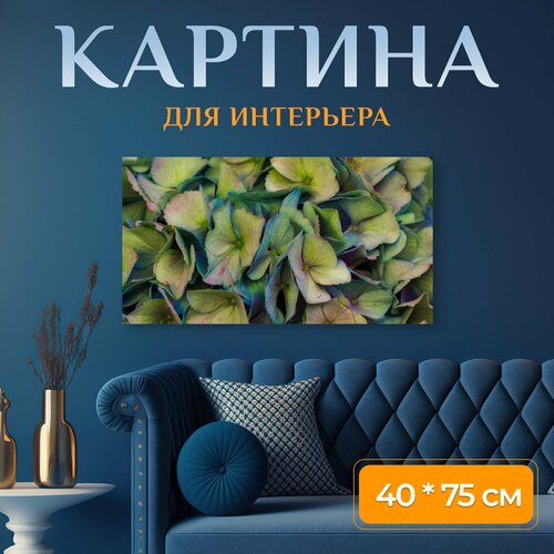Картина на холсте "Гортензия, цветок, цвести" на подрамнике 75х40 см. для интерьера