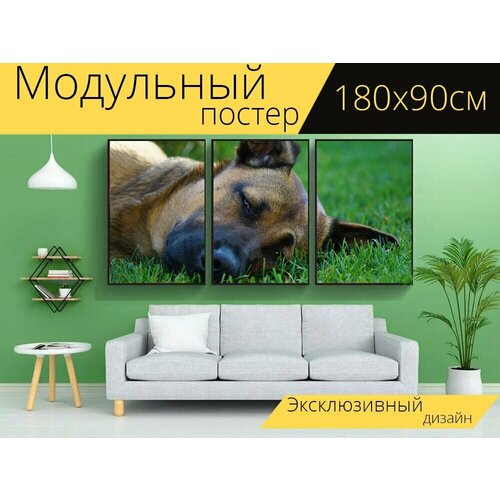 Модульный постер "Съели собаку, овчарка, бельгийский" 180 x 90 см. для интерьера