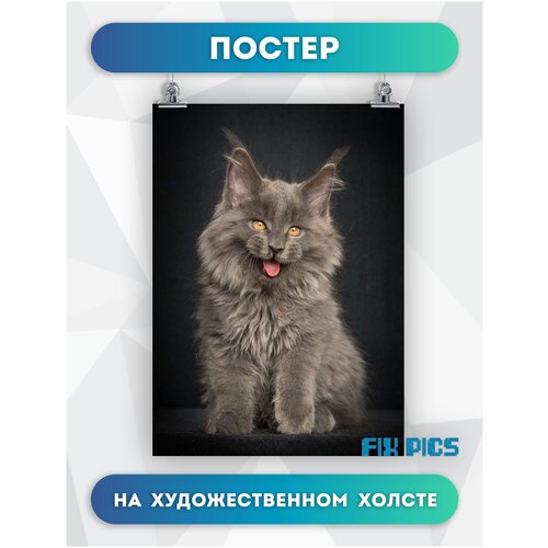 Постер на холсте мейнкун милый котенок с язычком 40х60 см
