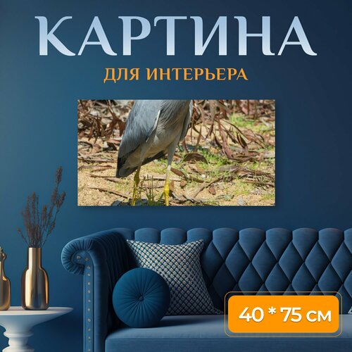 Картина на холсте "Австралия, птицы, белолицая цапля" на подрамнике 75х40 см. для интерьера
