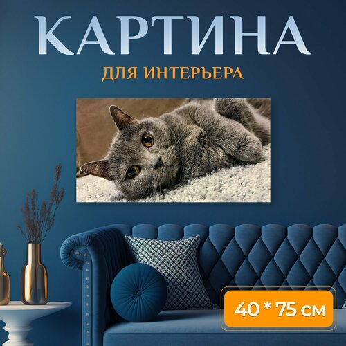 Картина на холсте "Кошка, британский, кошачий" на подрамнике 75х40 см. для интерьера