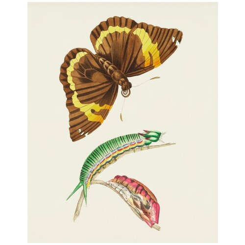 Постер / Плакат / Картина Бабочки - Коричнево-желтая бабочка и зеленая гусеница 40х50 см в раме