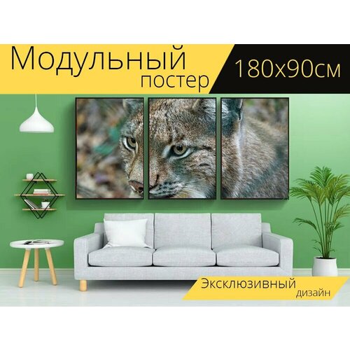 Модульный постер "Рысь, смотреть, кот" 180 x 90 см. для интерьера