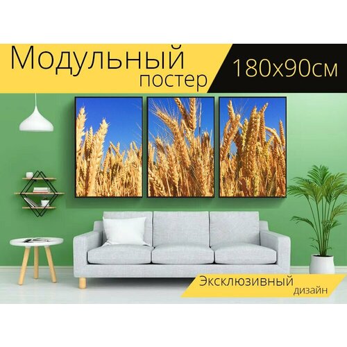 Модульный постер "Пшеница, трава, поле пшеницы" 180 x 90 см. для интерьера