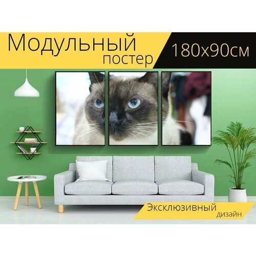 Модульный постер "Кошка, голубые глаза, сиамский" 180 x 90 см. для интерьера