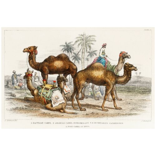 Постер / Плакат / Картина Бактрийские верблюды 50х70 см в подарочном тубусе