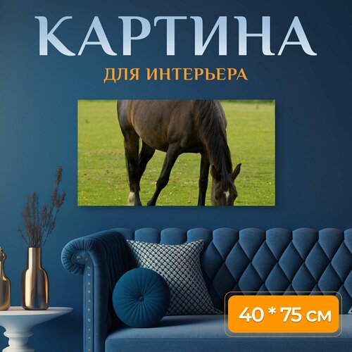 Картина на холсте "Лошадь, животное, красивая" на подрамнике 75х40 см. для интерьера
