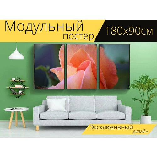 Модульный постер "Золотая медаль роза, цветок, лепестки" 180 x 90 см. для интерьера