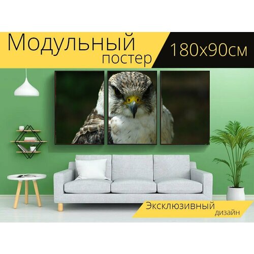 Модульный постер "Сокол, сапсан, птица" 180 x 90 см. для интерьера