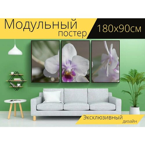 Модульный постер "Орхидея, цвести, белый" 180 x 90 см. для интерьера