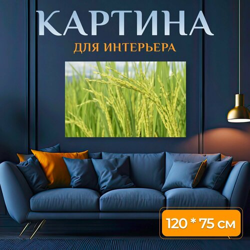Картина на холсте "Рис, рисовые поля, пэдди" на подрамнике 120х75 см. для интерьера