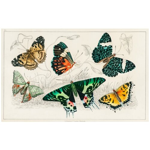 Постер / Плакат / Картина Коллекция различных бабочек 50х70 см в раме