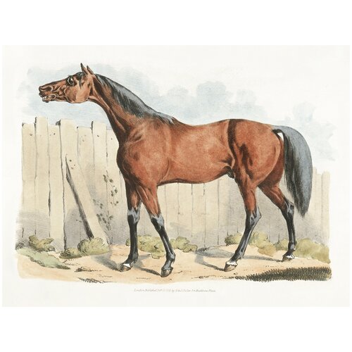 Постер / Плакат / Картина Темно-коричневая лошадь 50х70 см в подарочном тубусе