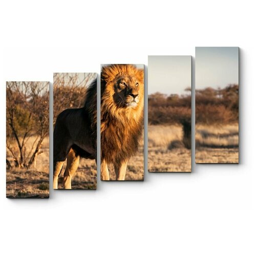 Модульная картина Одинокий лев 100x70