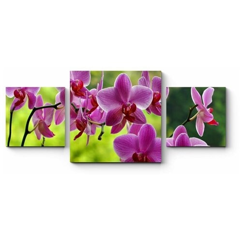 Модульная картина Неподражаемые орхидеи 90x39