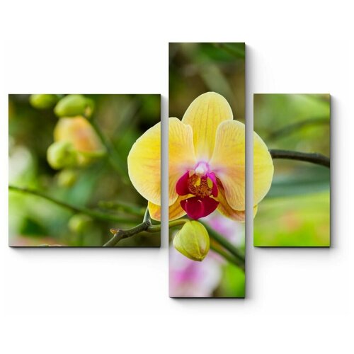 Модульная картина Тропическая орхидея, цветущая в летнем саду 160x132