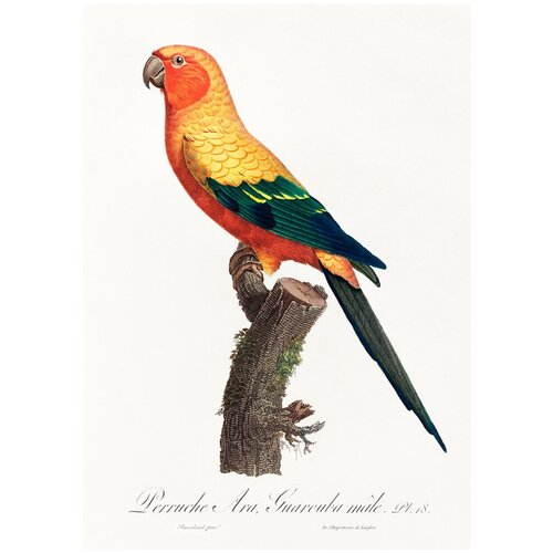 Постер / Плакат / Картина Солнечный попугай 90х120 см в подарочном тубусе