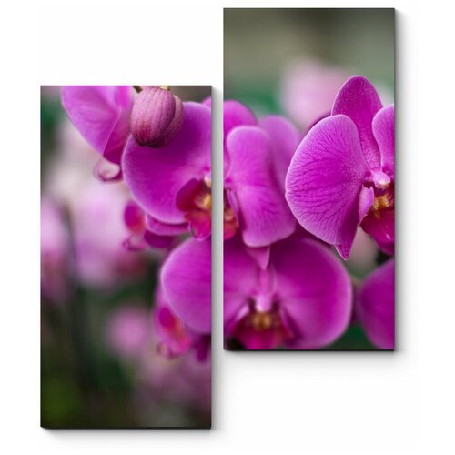 Модульная картина Прекрасные и нежные орхидеи 100x125