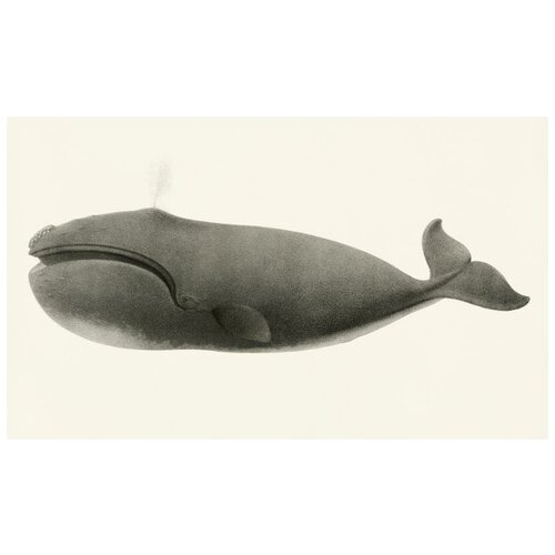 Постер / Плакат / Картина Гренландский вид кита 40х50 см в раме