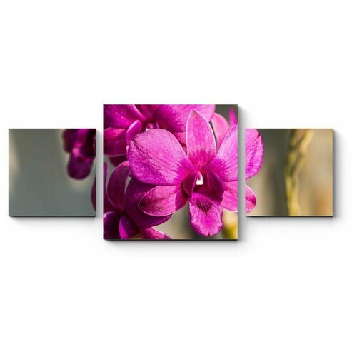 Модульная картина Королева цветов - прекрасная орхидея 110x47