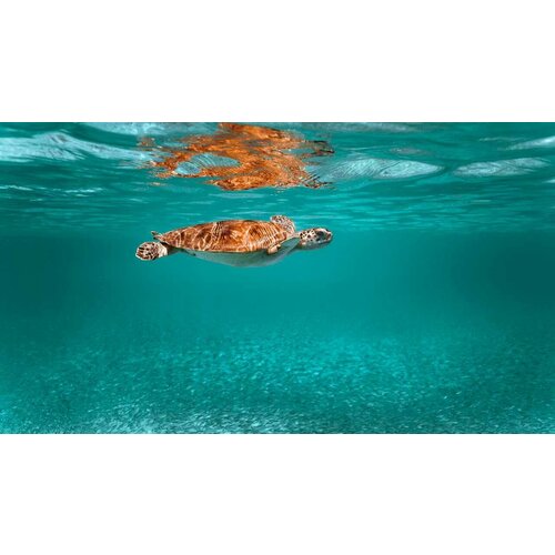 Картина на холсте 60x110 LinxOne "Черепаха животное подводный мир" интерьерная для дома / на стену / на кухню / с подрамником