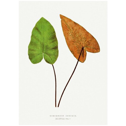 Постер / Плакат / Картина Листья - Гемионит сердцевидный 40х50 см в раме