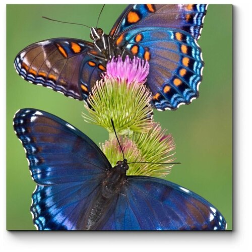 Модульная картина Чарующие бабочки на цветке 30x30