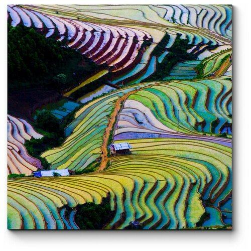 Модульная картина Рисовые поля, Вьетнам 20x20