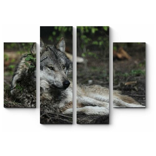 Модульная картина Волк отдыхает в лесу 160x120