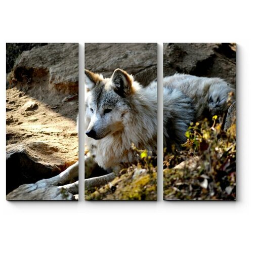 Модульная картина Гималайский волк 120x86