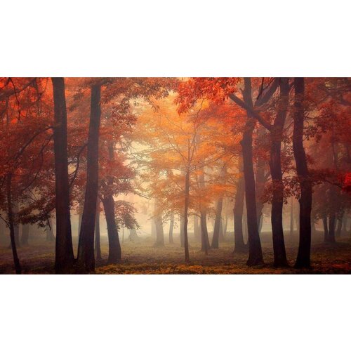 Картина на холсте 60x110 LinxOne "Forest trees свет осень fog" интерьерная для дома / на стену / на кухню / с подрамником