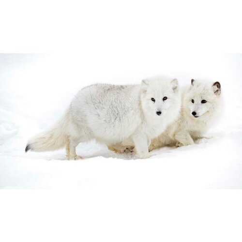 Картина на холсте 60x110 LinxOne "Снег пара песец арктическая лисица" интерьерная для дома / на стену / на кухню / с подрамником